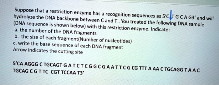 SOLVED: Suppose that a restriction enzyme has a hydrolyze the DNA backbone recognition sequences ...