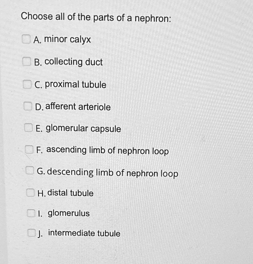 Choose all of the parts of a nephron: A. minor calyx B....