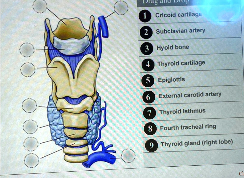 1 cricoid cartilage 2 subclavian artery 3 hyoid bone 4 thyroid cartilage 5 epiglottis 6 external ...