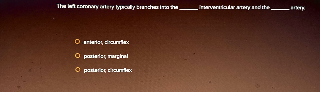 the left coronary artery typically branches into the interventricular ...