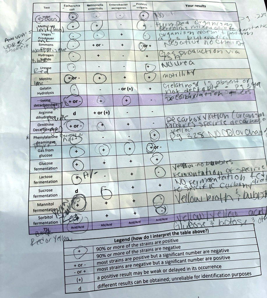 make a flow chart identifying the unknown bacteria salmonella ...