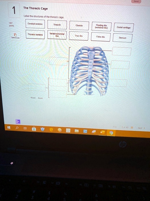 the thoraclc cage label the structures of the thoracic cage cenvical ...