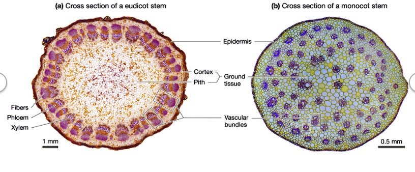 (a) Cross section of a eudicot stem Fibers Phloem Xylem 1 mm Epidermis Cortex Pith Ground tissue ...