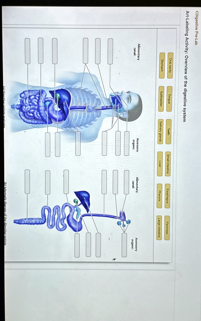 Digestive Pre-Lab Art-Labeling Activity: Overview of the digestive ...