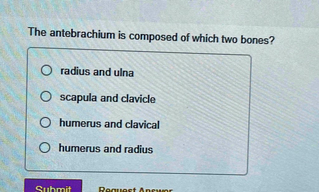 The antebrachium is composed of which two bones? radius and ulna ...