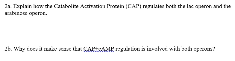 VIDEO solution: 2a. Explain how the Catabolite Activation Protein (CAP ...
