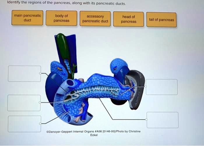 SOLVED: Identify the regions of the pancreas, along with its pancreatic ...