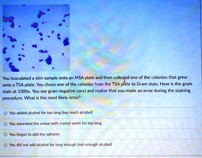 SOLVED: You inoculated skin sample onto an MSA plate and then cultuired ...