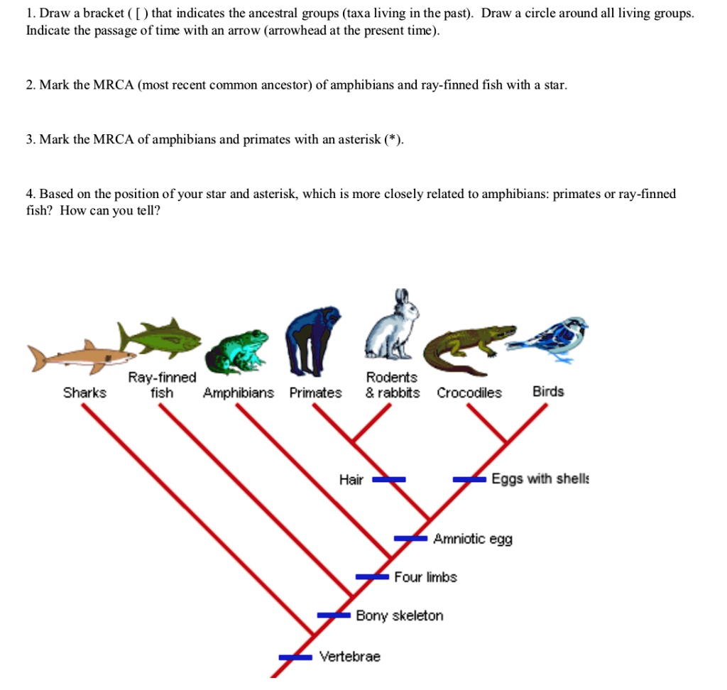 Draw a bracket that indicates the ancestral groups (taxa living in the ...