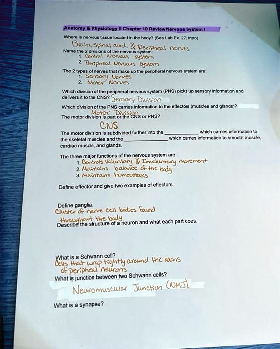 Anatomy Physiology II Chapter 10 Review Nervous System I Where is ...