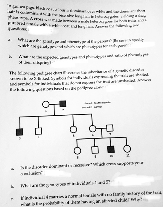 Genotypes of dominant traits - gerateacher