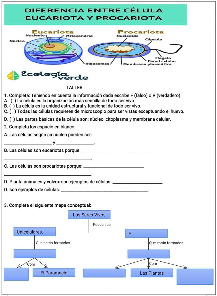 Mapa Conceptual De La Celula Procariota Y Eucariota En Blanco - Infoupdate.org