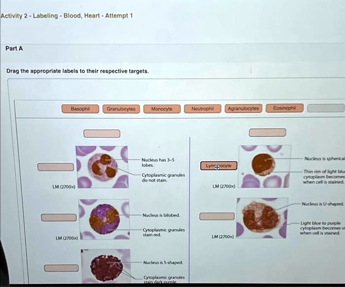 Activity 2 - Labeling - Blood, Heart - Attempt 1 Part A Drag the ...