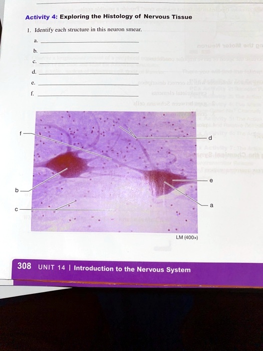 SOLVED: Activity 4: Exploring the Histology of Nervous Tissue 1 ...