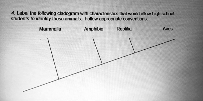 4. Label the following cladogram with characteristics that would allow ...