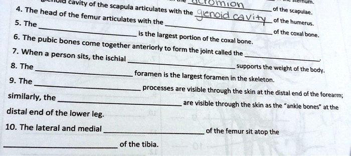 cavity of the scapula komon the head articulates with the genoid of the ...