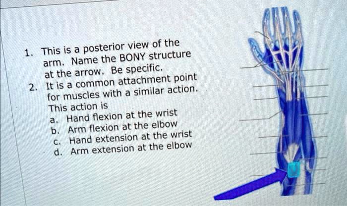 1. This is a posterior view of the arm. Name the BONY structure at the ...