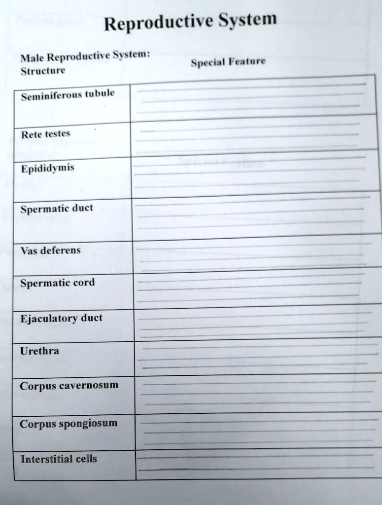 SOLVED: Reproductive System Male Reproductive System: Structure Special ...