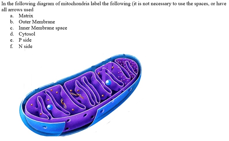 SOLVED: In the following diagram of mitochondria label the following ...