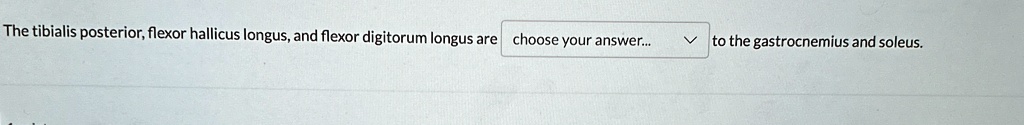 The tibialis posterior, flexor hallicus longus, and flexor digitorum ...