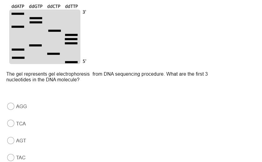 SOLVED:ddATP ddGTP ddCTP ddTTP The gel represents gel electrophoresis from DNA sequencing ...
