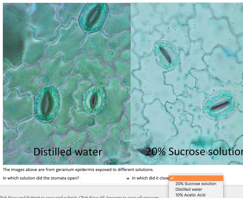 SOLVED: Distilled water 20% Sucrose solutior The images above are from ...