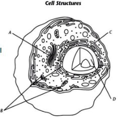SOLVED: 'What is the name for each labeled structure?? Cell Struclures'