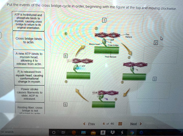 Put the events of the cross bridge cycle in order beginning...