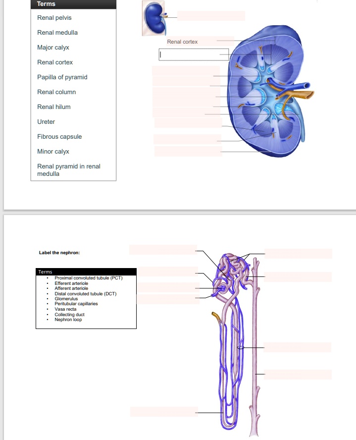 SOLVED: Help Terms Renal pelvis Renal medulla Renal cortex Major calyx Renal cortex Papilla of ...