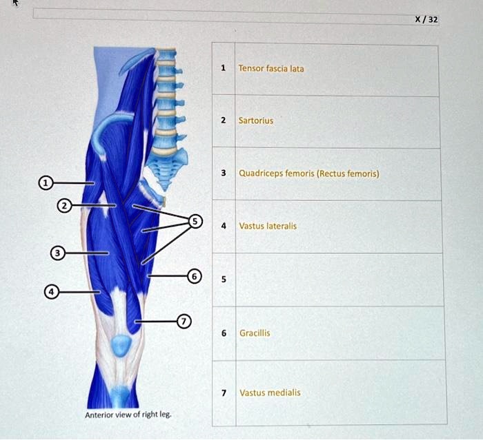 1 Tensor fascia lata 2 Sartorius 3 Quadriceps femoris (Rectus femoris ...