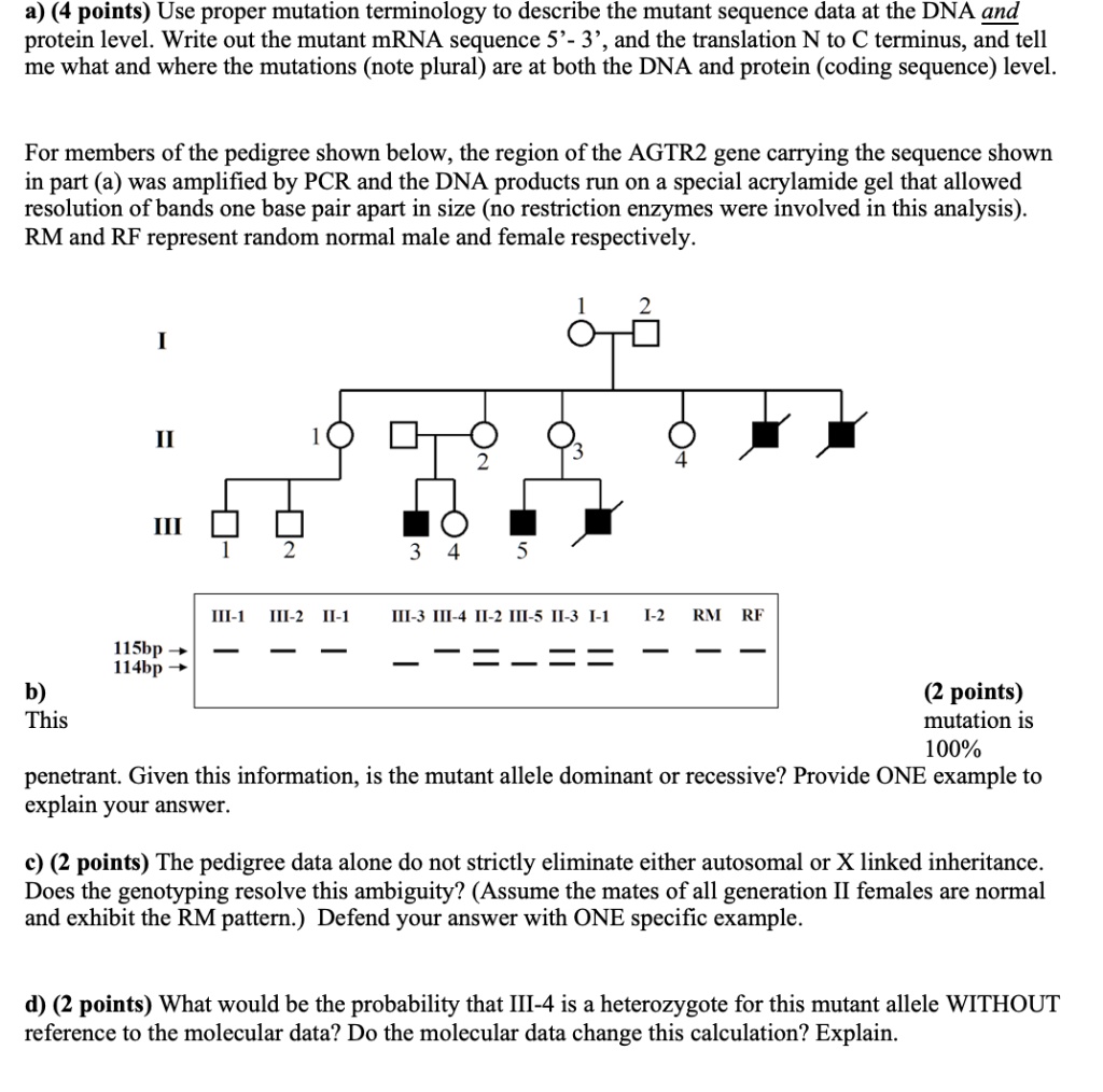 a 4 points use proper mutation terminology to describe the mutant ...