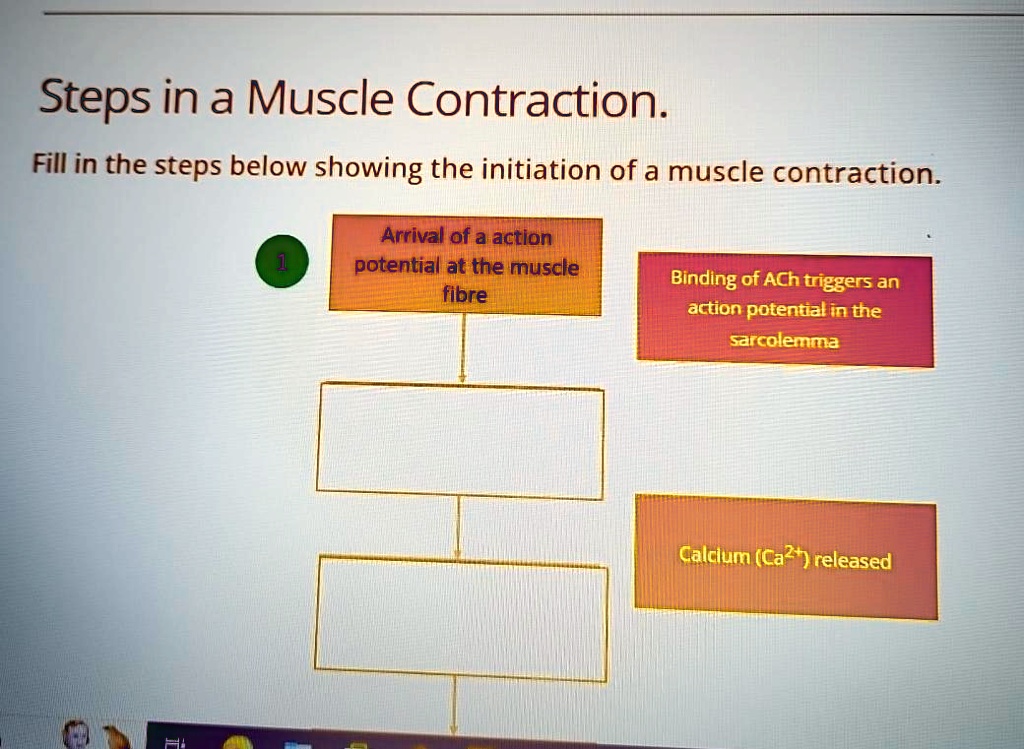 Steps in a Muscle Contraction. Fill in the steps below showing the ...