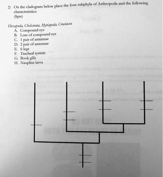 SOLVED: the four subphyla of Arthropoda and the following On the ...