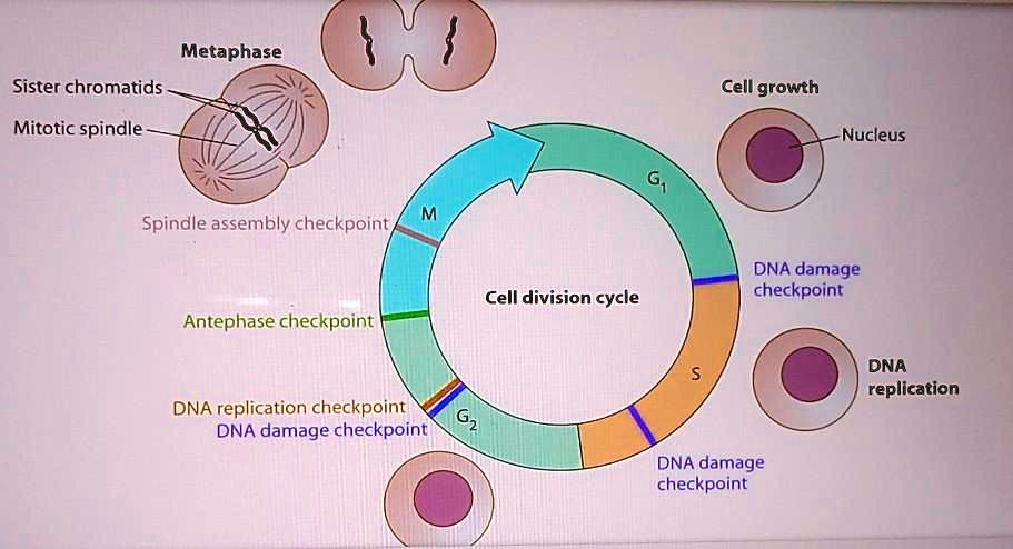 metaphase sister chromatids cell growth mitotic spindle nucleus spindle ...