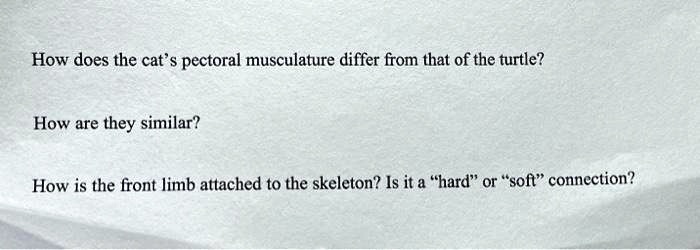 The Muscular System of the Cat How does the cat's pectoral musculature ...