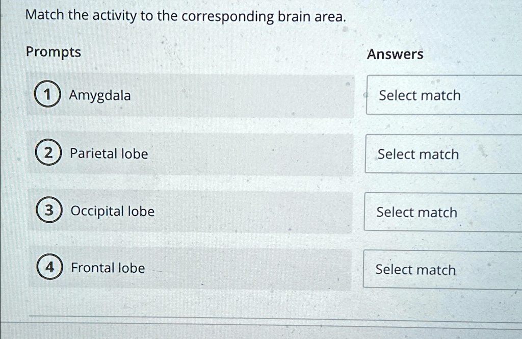Match the activity to the corresponding brain area. Prompts 1 Amygdala ...