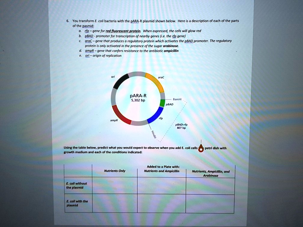 SOLVED: You transform coli bacteria with the pARA plasmid shown below ...