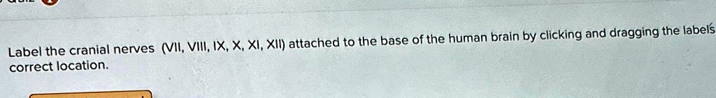 Label the cranial nerves (VII, VIII, IX, X, XI, XII) attached to the ...
