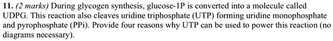 11 2 marks during glycogen synthesis glucose ip is converted into ...
