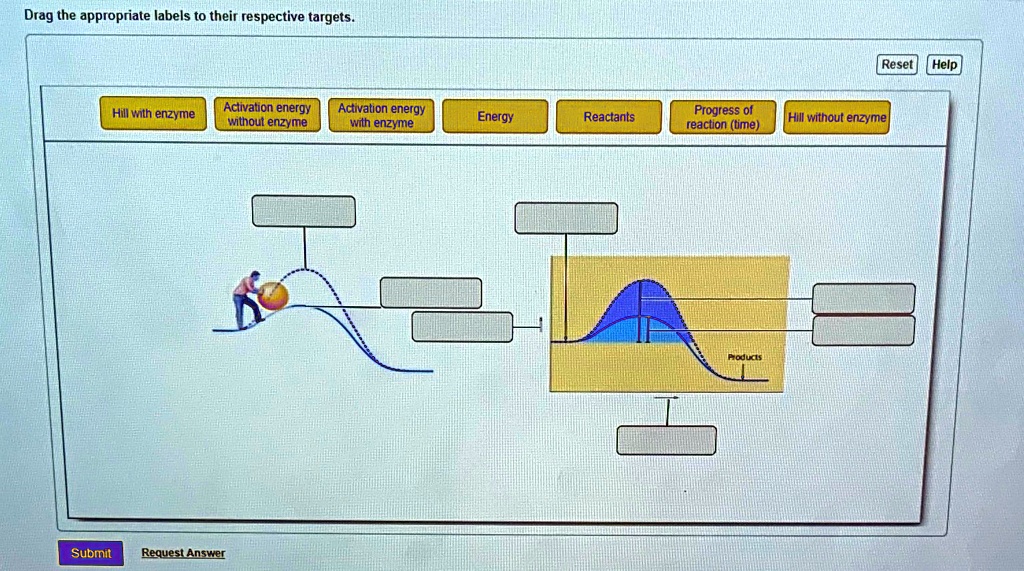 SOLVED: Drag the appropriate labels to their respective targets. Reset ...