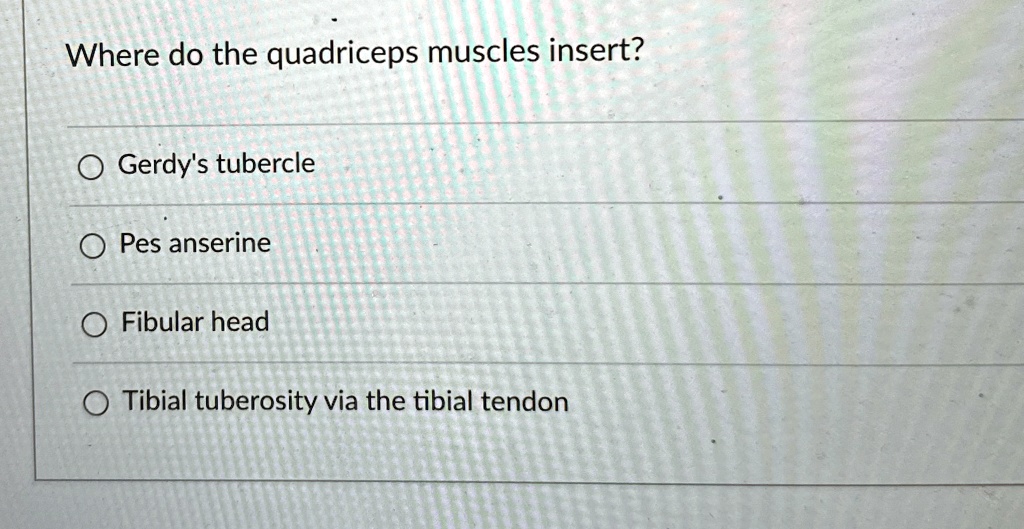 Where do the quadriceps muscles insert? Gerdy's tubercle Pes anserine ...