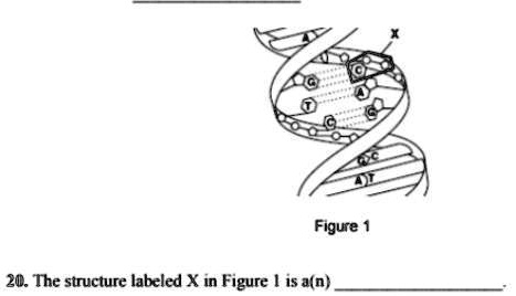 SOLVED: 'See the image below! Figure 20. The structure labeled X in ...