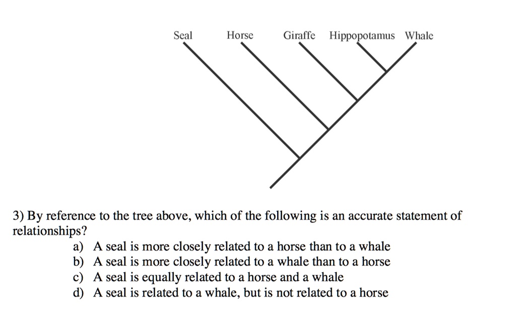 seal horse giraffe hippopotamus whale 3 by reference to the tree above which of the following is ...