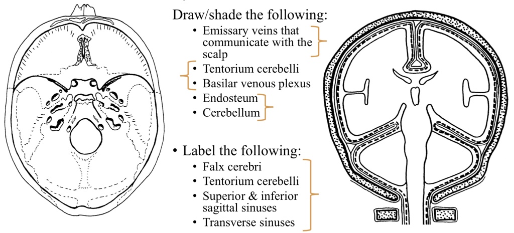 Draw/shade the following: • Emissary veins that communicate with the ...