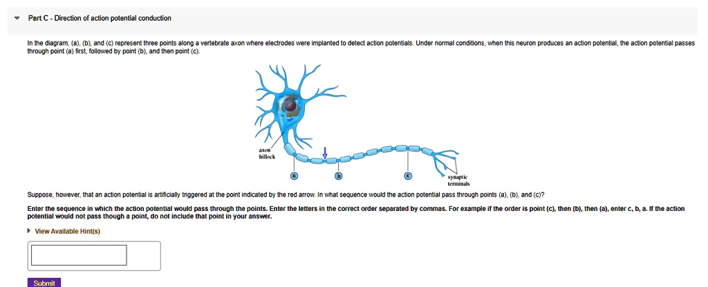 SOLVED: Part C - Direction of Action Potential Conduction In the diagram, (a), (b), and (c ...