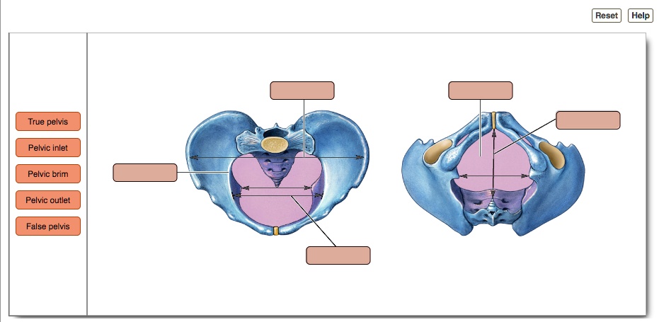 SOLVED: Regions of the Bony Pelvis Reset Help True pelvis Pelvic inlet ...