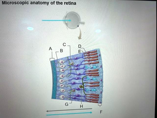 Microscopic anatomy of the retina