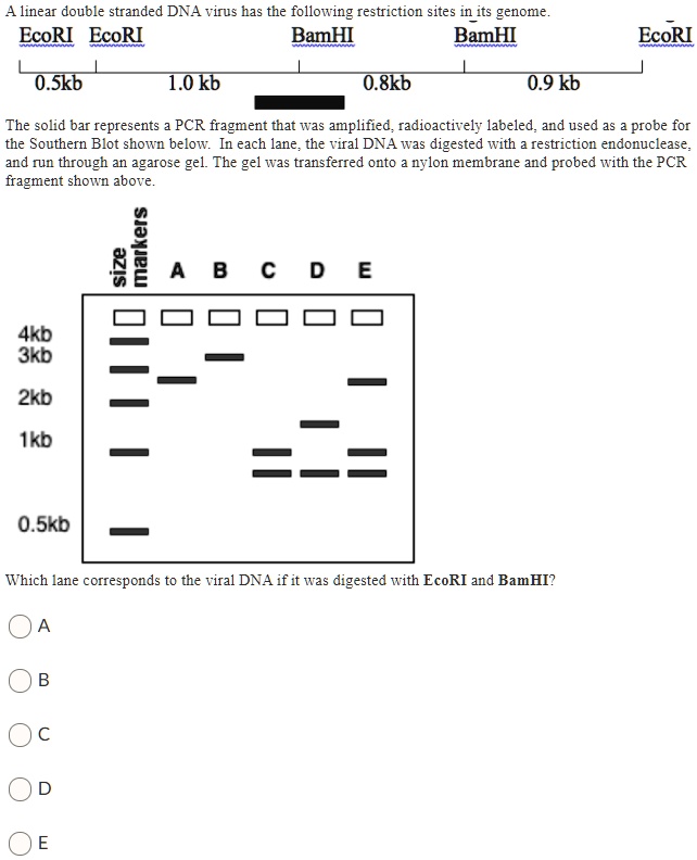 SOLVED: A linear double stranded DNA virus has the following ...