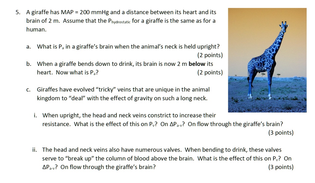SOLVED:giraffe has MAP = 200 mmHg and a distance between its heart and ...