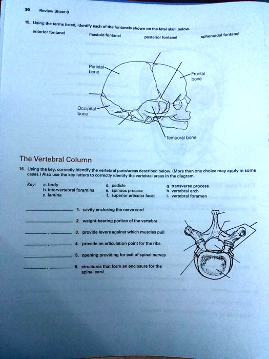 90 review sheet 8 anterior fontanel mastoid fontanel posterior fontanel ...